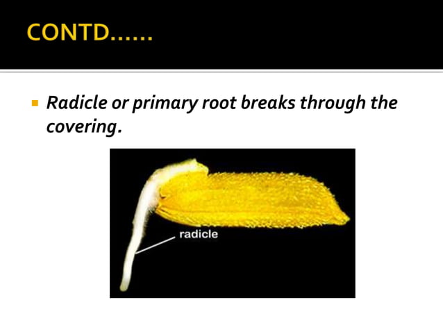 Presentation on morphology of rice plant | PPTX