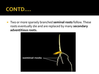 Presentation on morphology of rice plant | PPTX