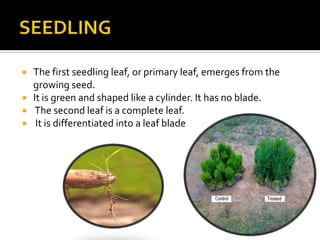 Presentation on morphology of rice plant | PPTX