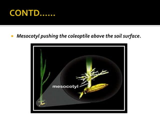 Presentation on morphology of rice plant | PPTX