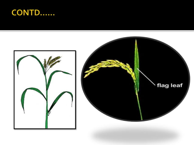 Presentation On Morphology Of Rice Plant