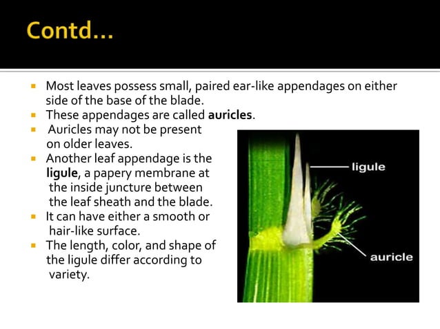 Presentation On Morphology Of Rice Plant