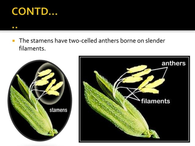 Presentation On Morphology Of Rice Plant
