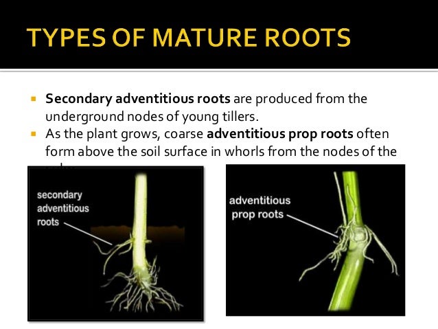 Presentation on morphology of rice plant