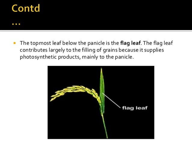 Presentation On Morphology Of Rice Plant