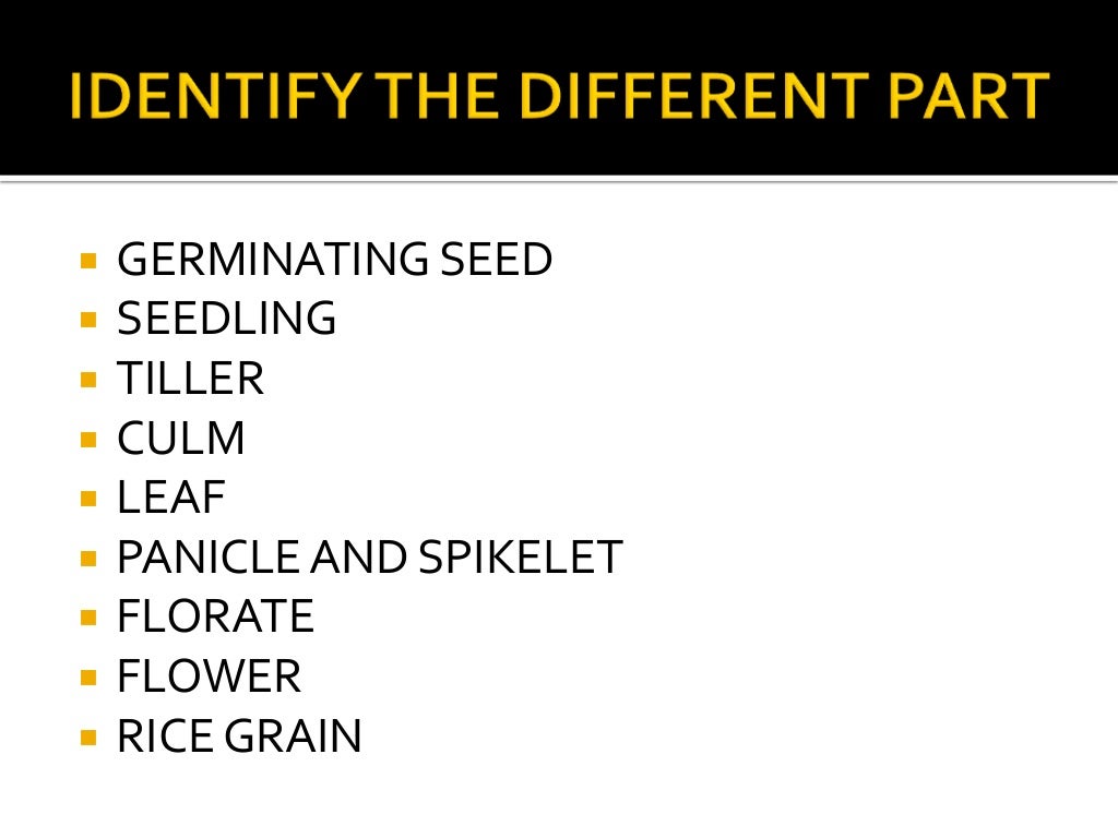 Presentation On Morphology Of Rice Plant