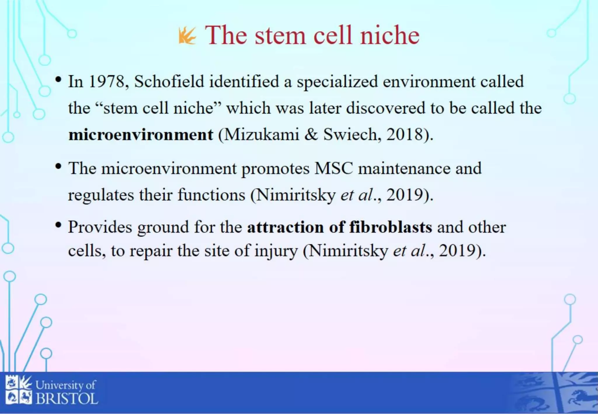 Presentation on mesenchymal stem cells and tissue regeneration. | PPTX