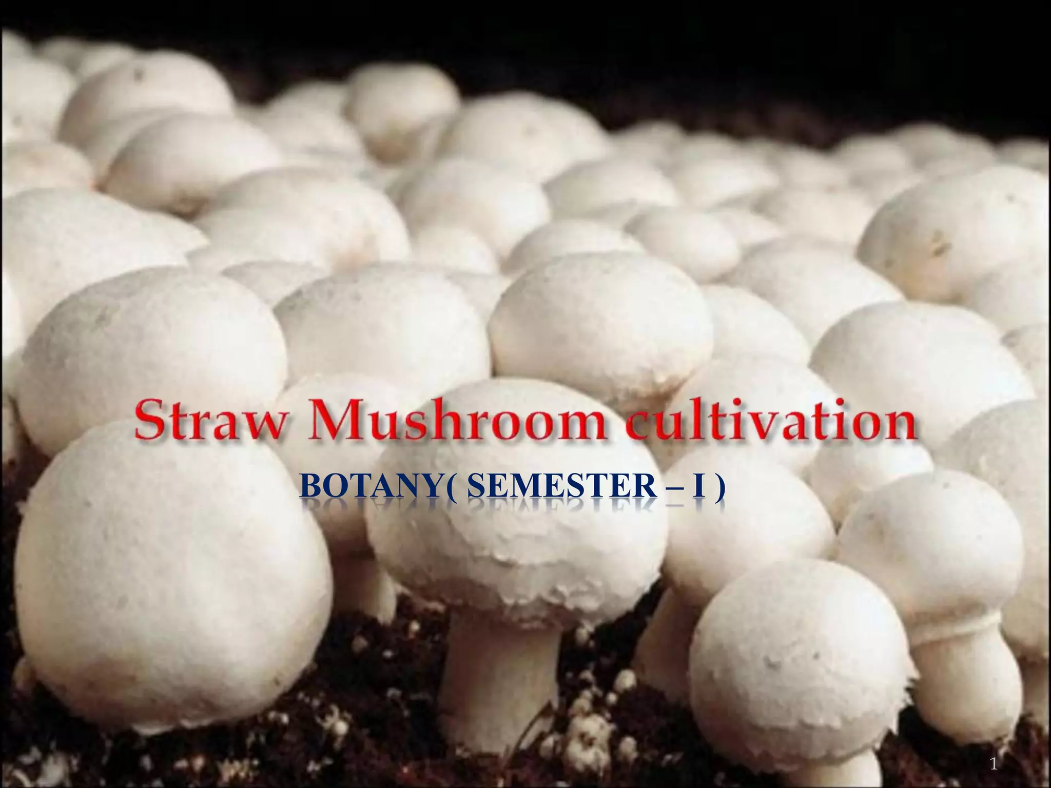 Button Mushroom cultivation.ppt