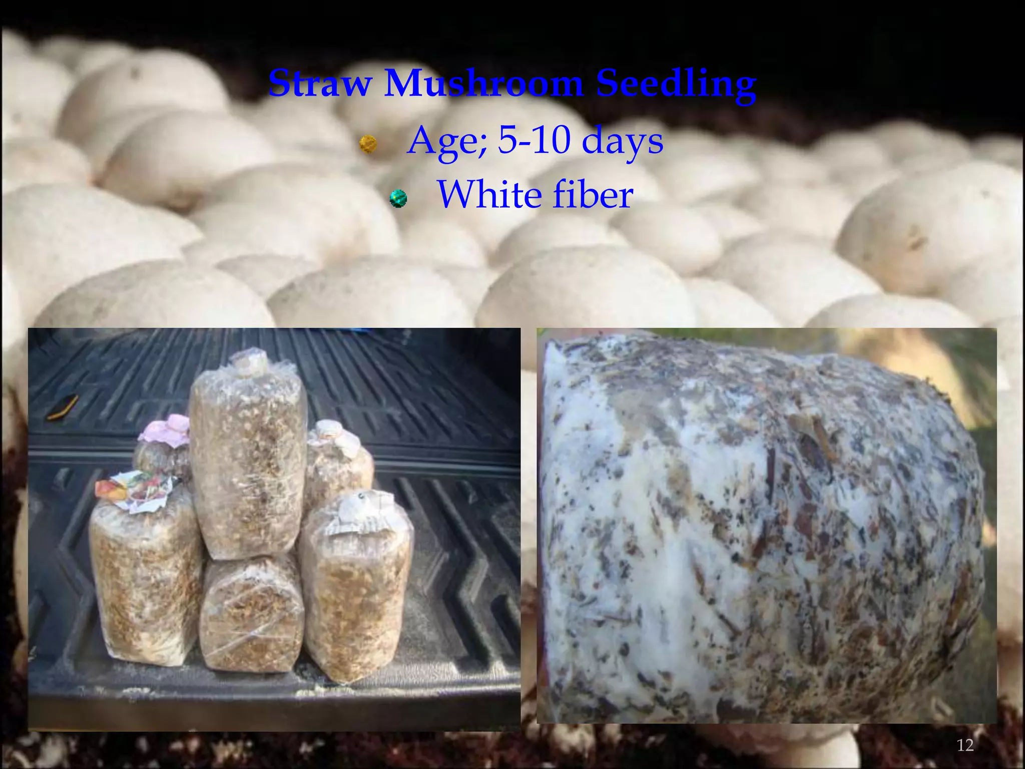 Button Mushroom cultivation.ppt