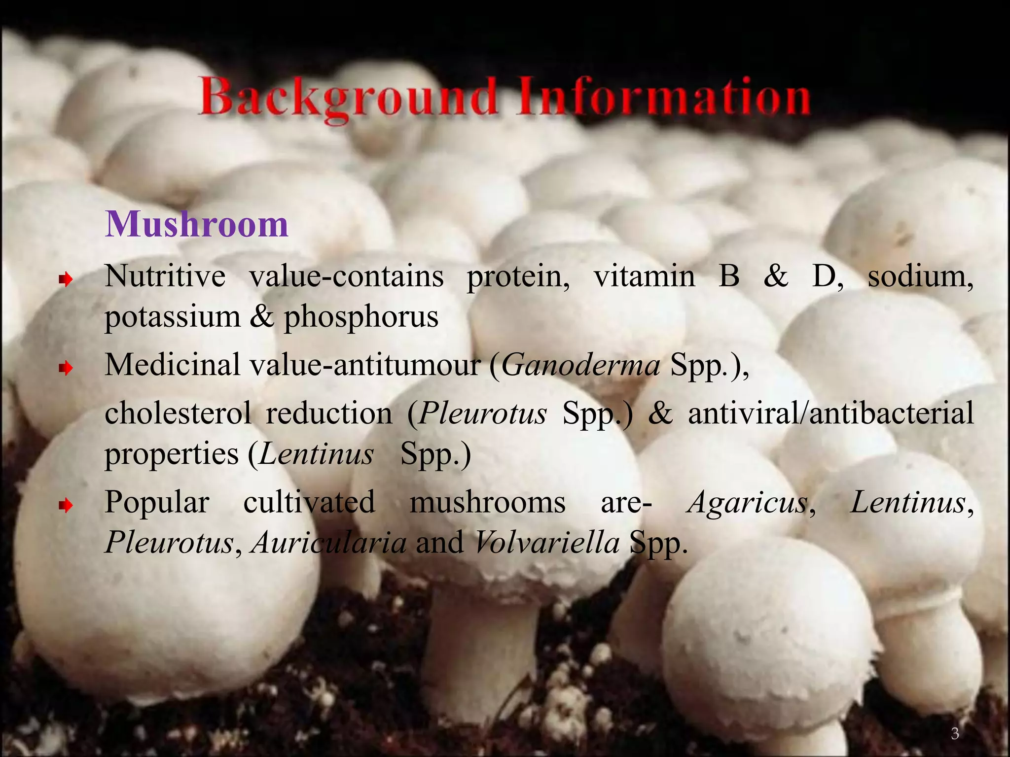 Button Mushroom cultivation.ppt