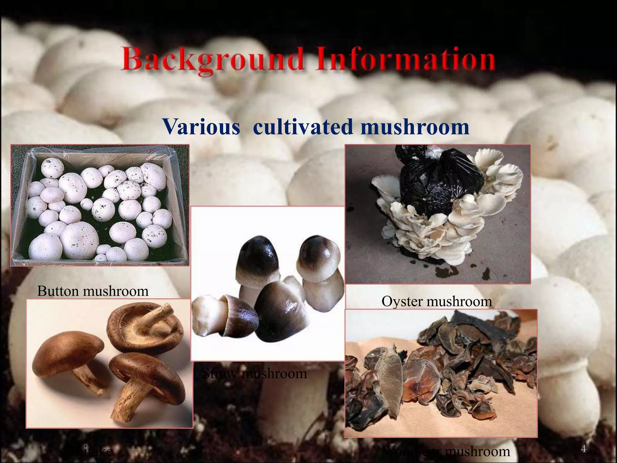 Button Mushroom cultivation.ppt