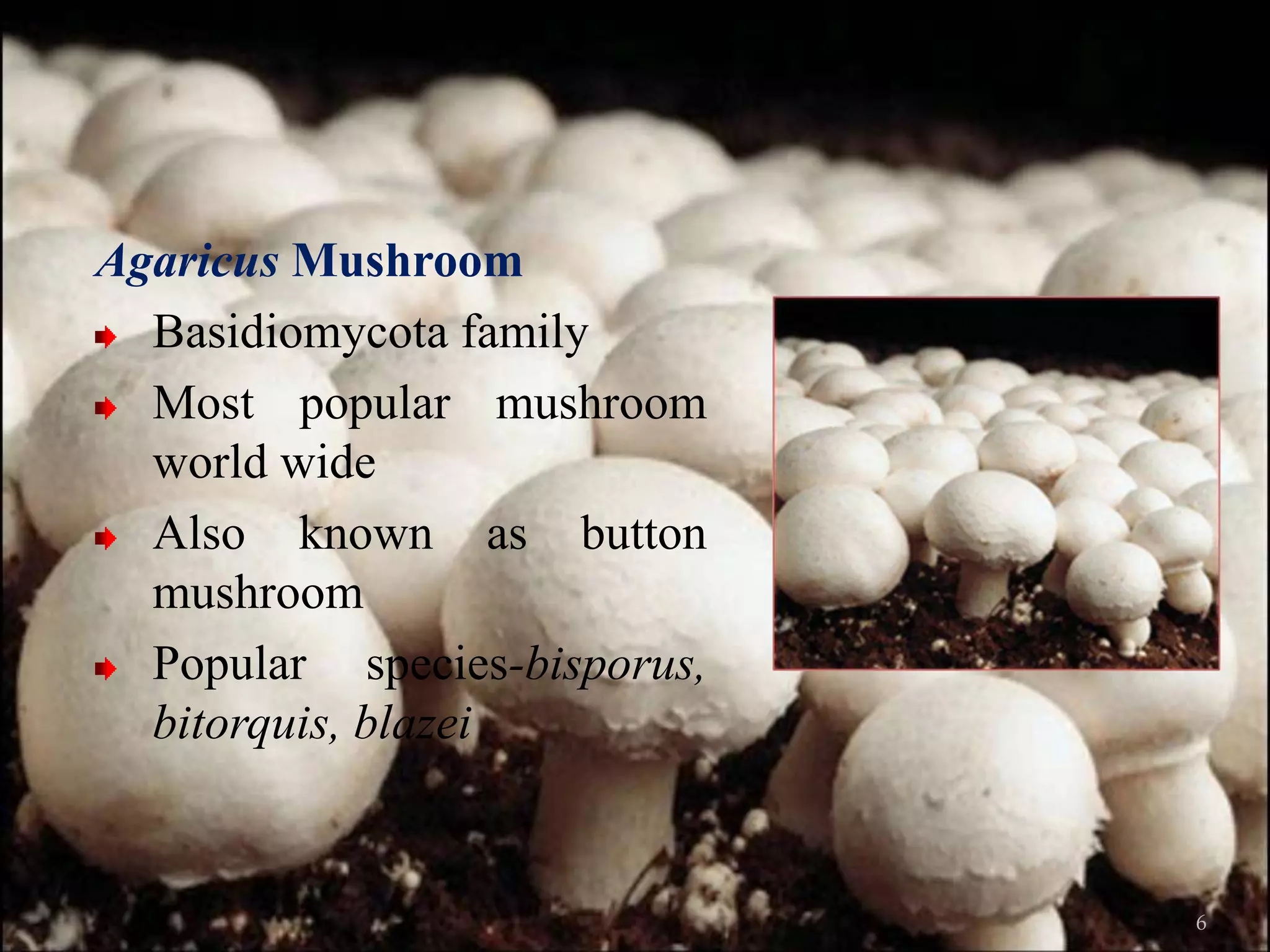 Button Mushroom cultivation.ppt