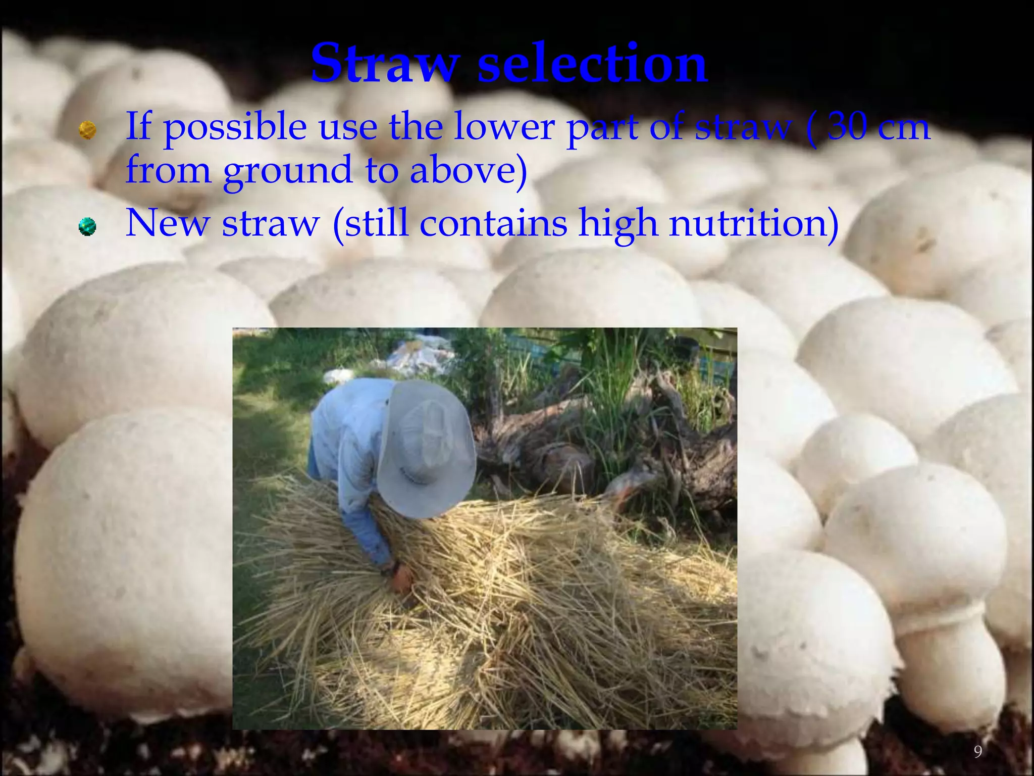 Button Mushroom cultivation.ppt