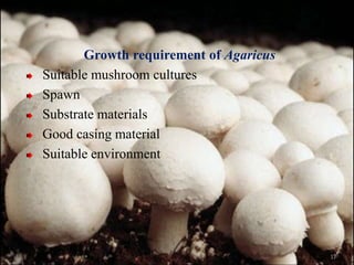 Button Mushroom cultivation.ppt