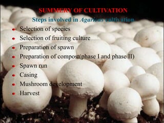 Button Mushroom cultivation.ppt