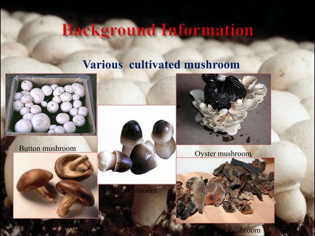 Button Mushroom cultivation.ppt | Gardening | Home & Garden