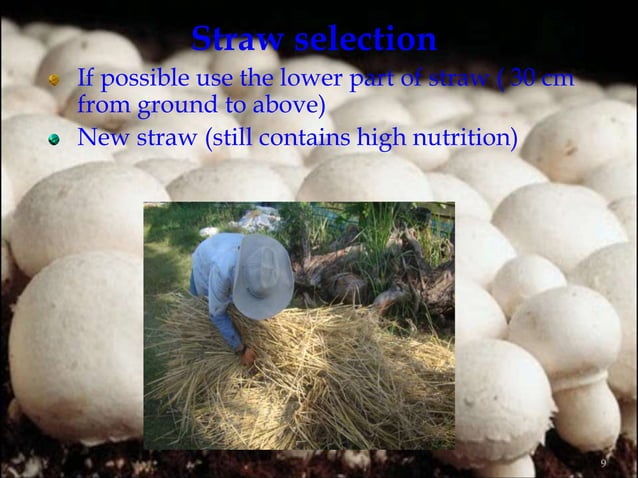 Button Mushroom cultivation.ppt | Gardening | Home & Garden