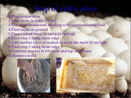 Button Mushroom cultivation.ppt