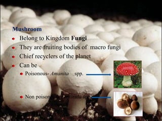 Presentation_on_Mushroom.pptx
