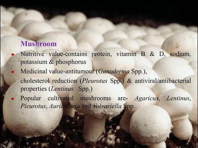 Presentation_on_Mushroom.pptx
