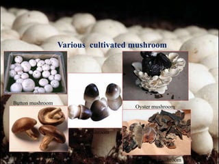 Presentation_on_Mushroom.pptx