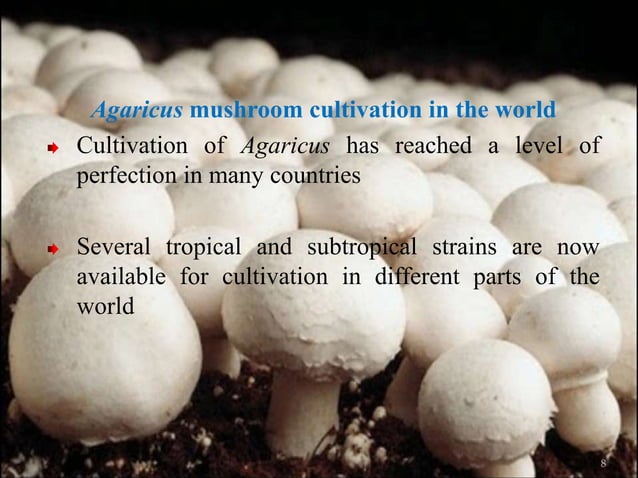 Presentation_on_Mushroom.pptx