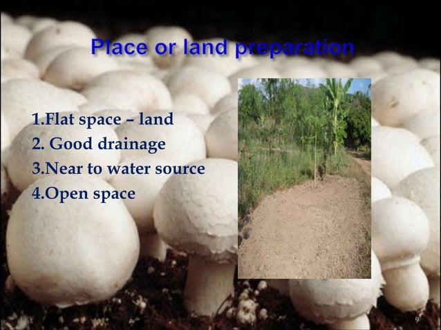 Presentation_on_Mushroom.pptx