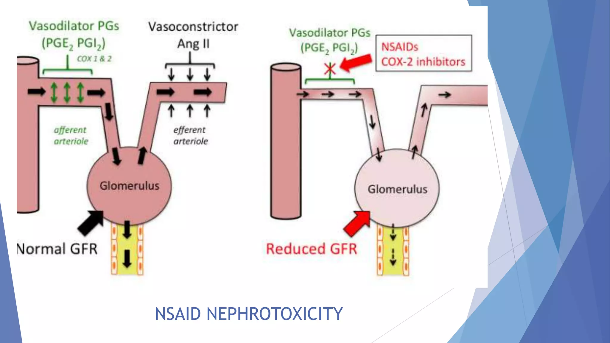 PRESENTATION ON NEPHROTOXINS.pptx
