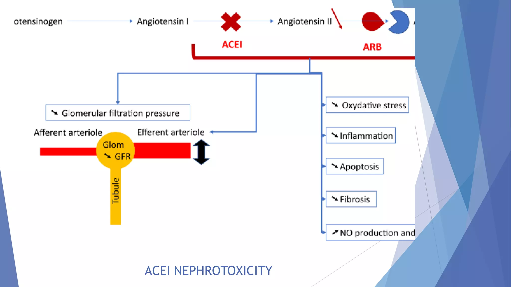 PRESENTATION ON NEPHROTOXINS.pptx