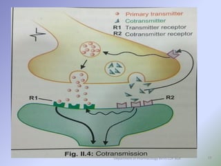 Presentation on neurotransmission and noradrealine norcholinergic (nanc ...