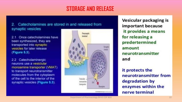 Presentation on neurotransmitter’s acetylcholine and adrenaline ...
