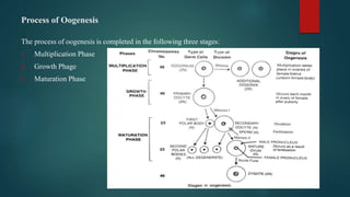 Seminar Presentation on Oogenesis | PPTX