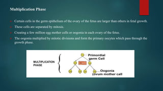 Seminar Presentation on Oogenesis | PPTX | Infertility | Reproductive ...