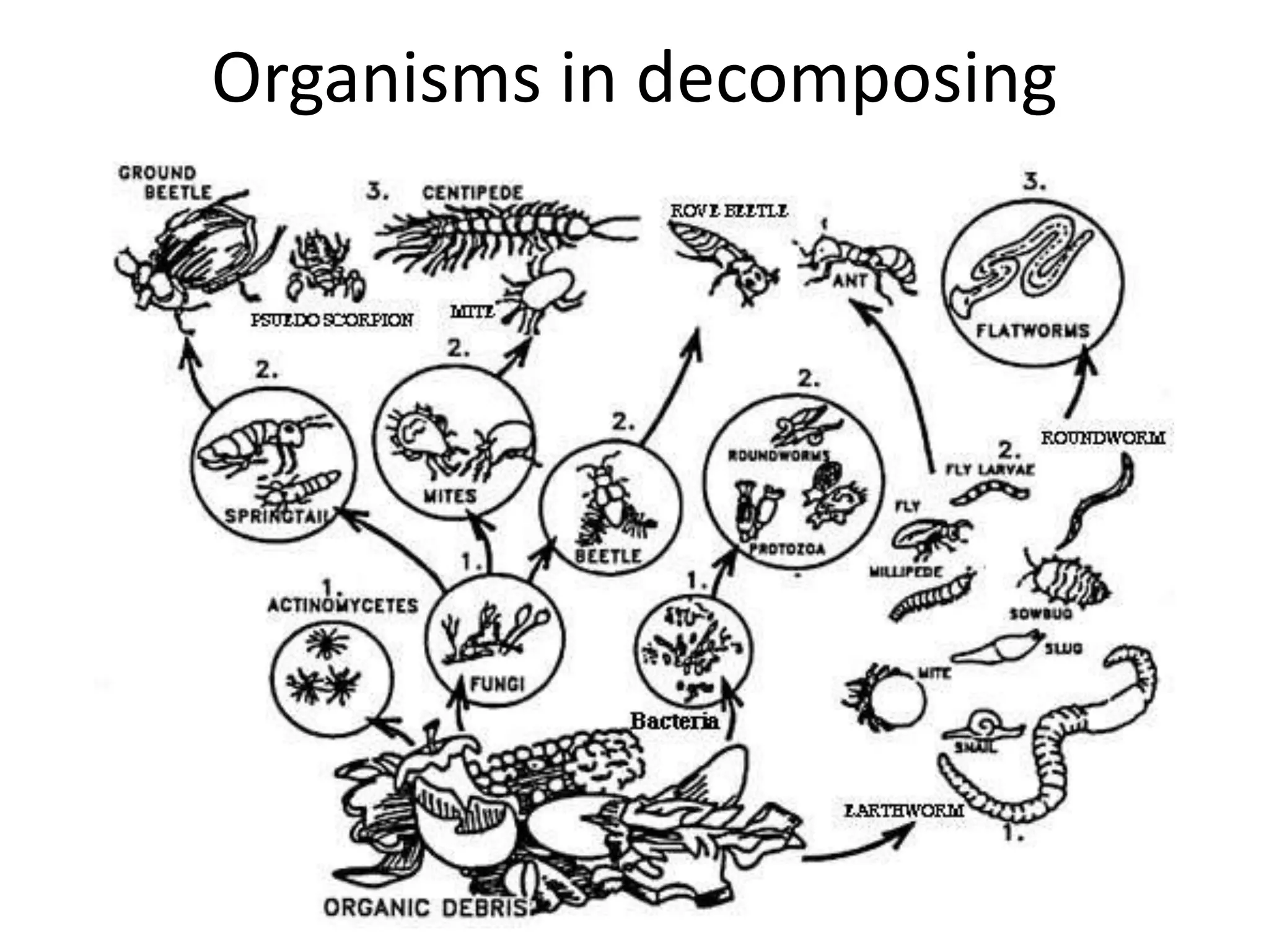 Decomposition of organic residue | PPTX