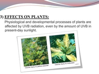 Effects Of Ozone Depletion On Plants