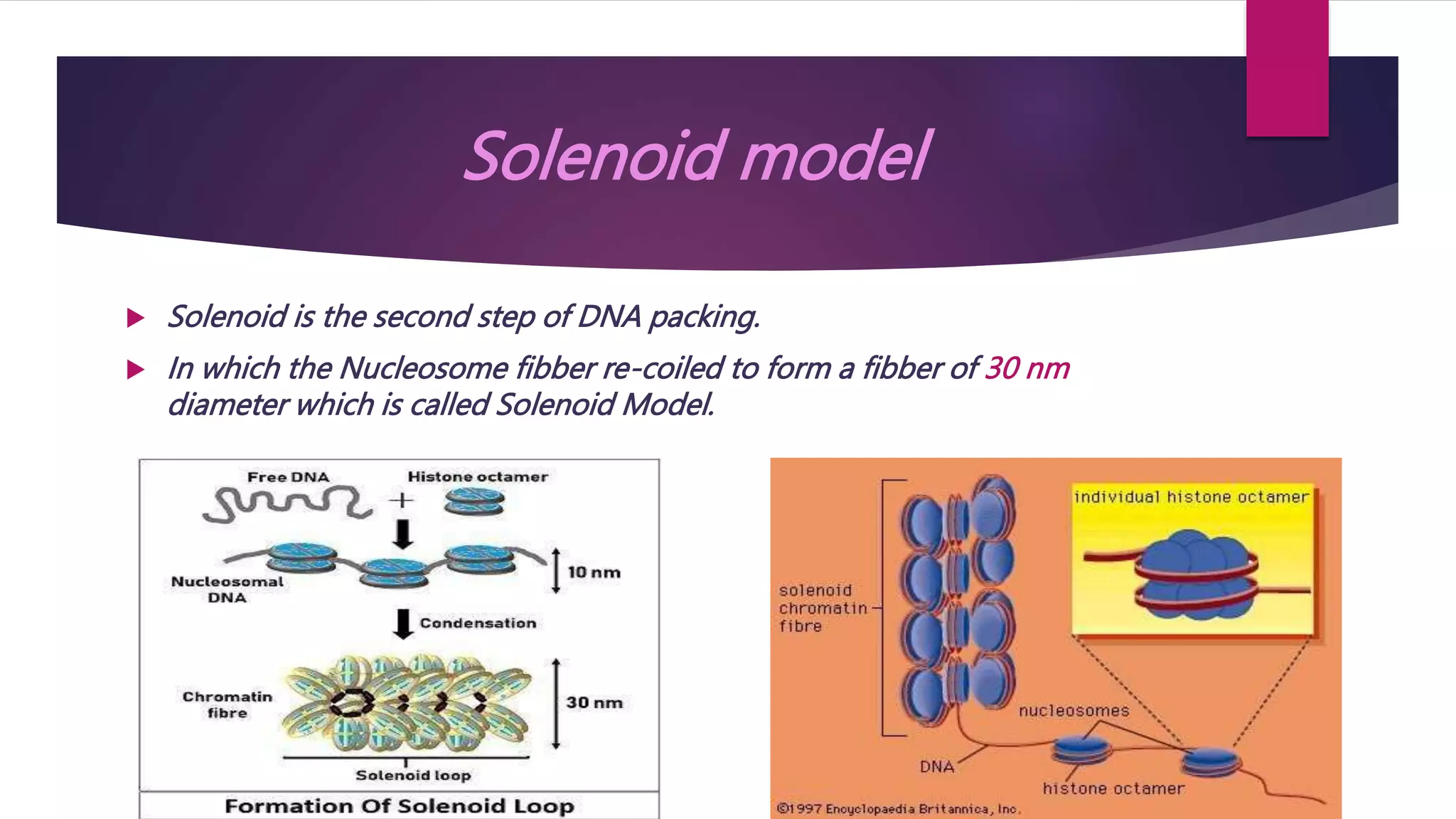 DNA Packaging ppt | PPTX