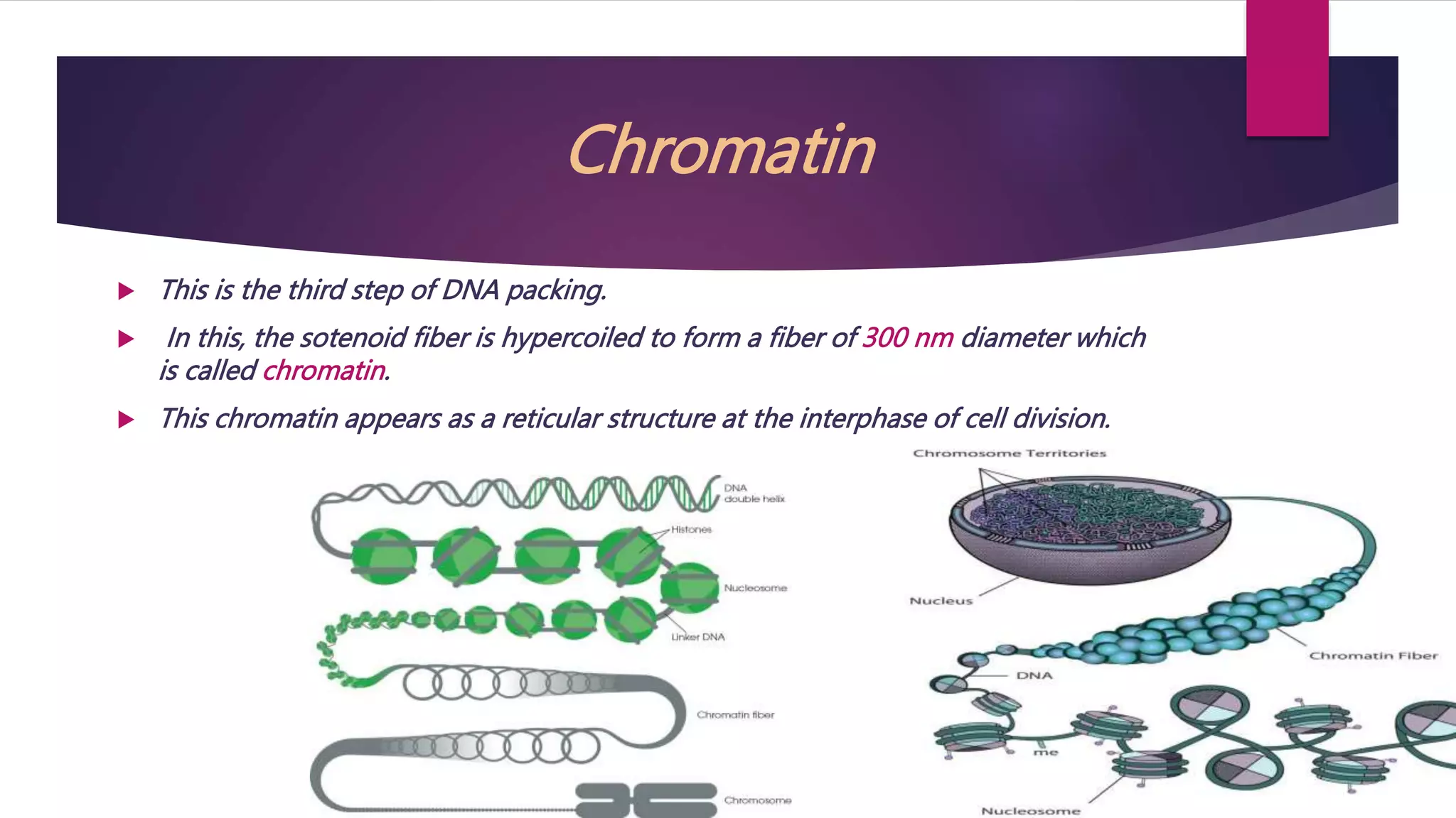 DNA Packaging ppt | PPTX