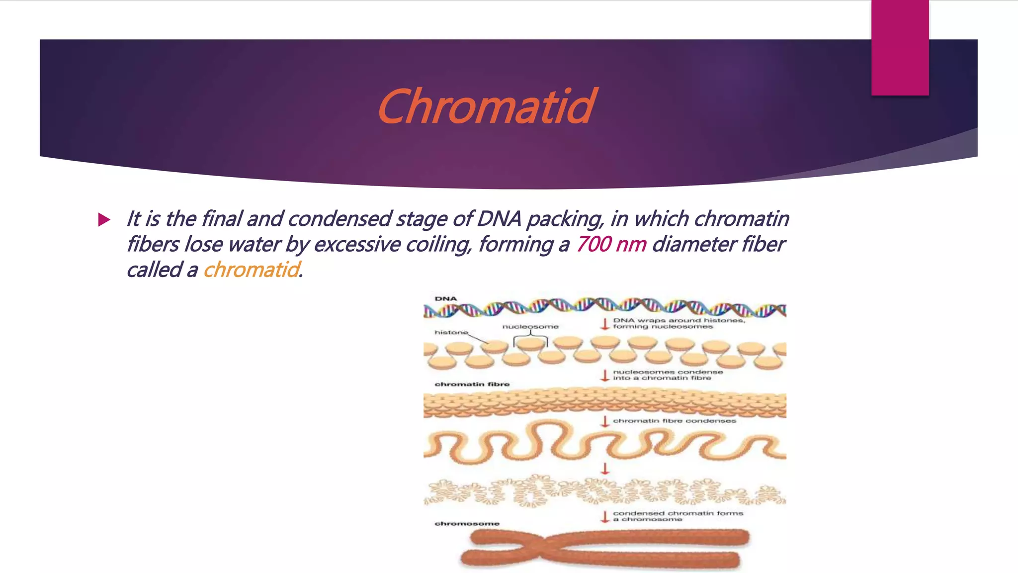 DNA Packaging ppt | PPTX