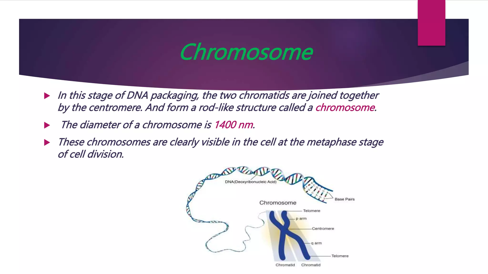 DNA Packaging ppt | PPTX