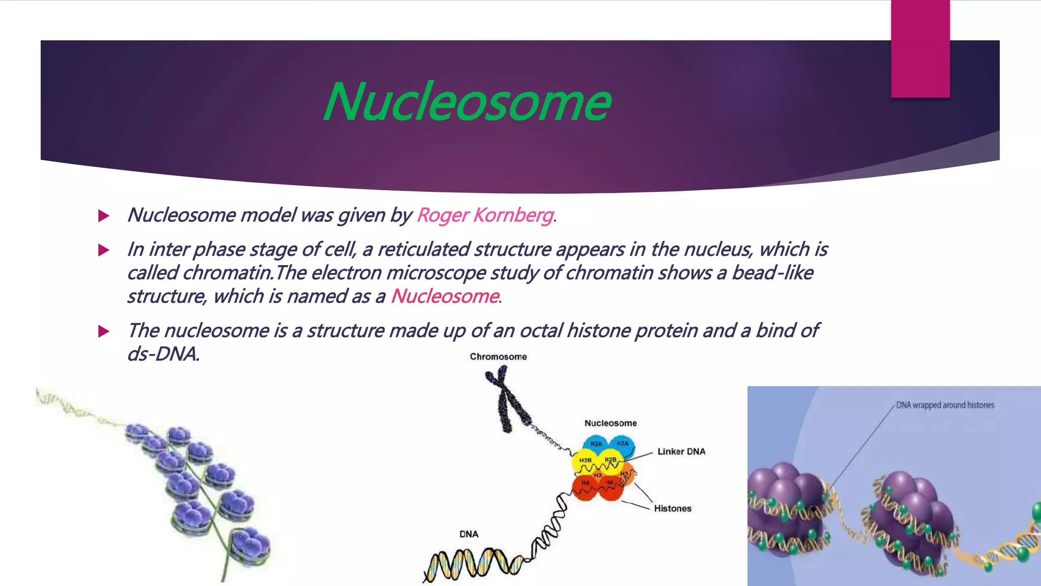 DNA Packaging ppt | PPTX