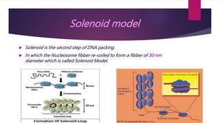 DNA Packaging ppt | PPTX