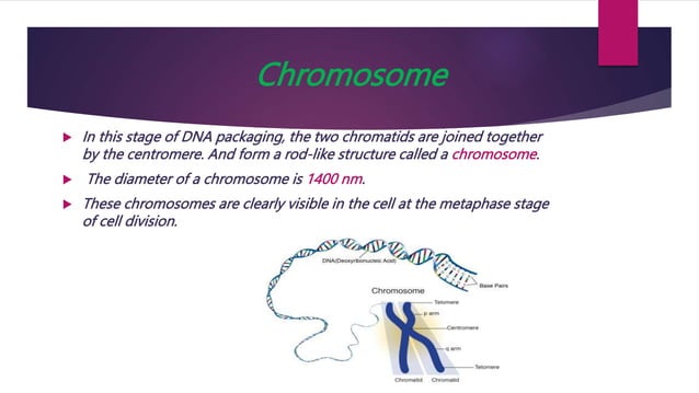 DNA Packaging ppt | PPTX