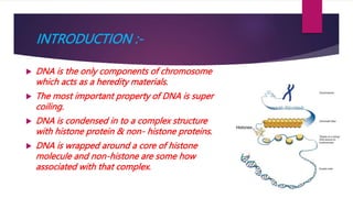 DNA Packaging ppt | PPTX