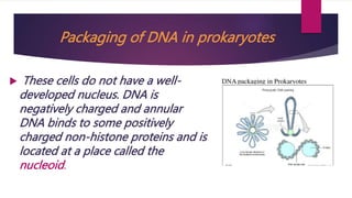 DNA Packaging ppt | PPTX