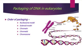DNA Packaging ppt | PPTX