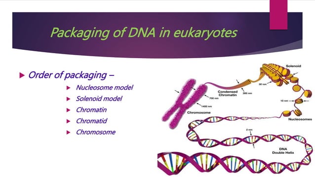 DNA Packaging ppt | PPTX