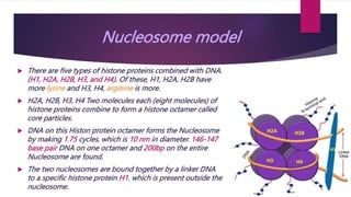 DNA Packaging ppt | PPTX