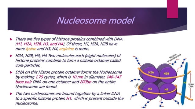 DNA Packaging ppt | PPTX