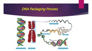 DNA Packaging ppt | PPT