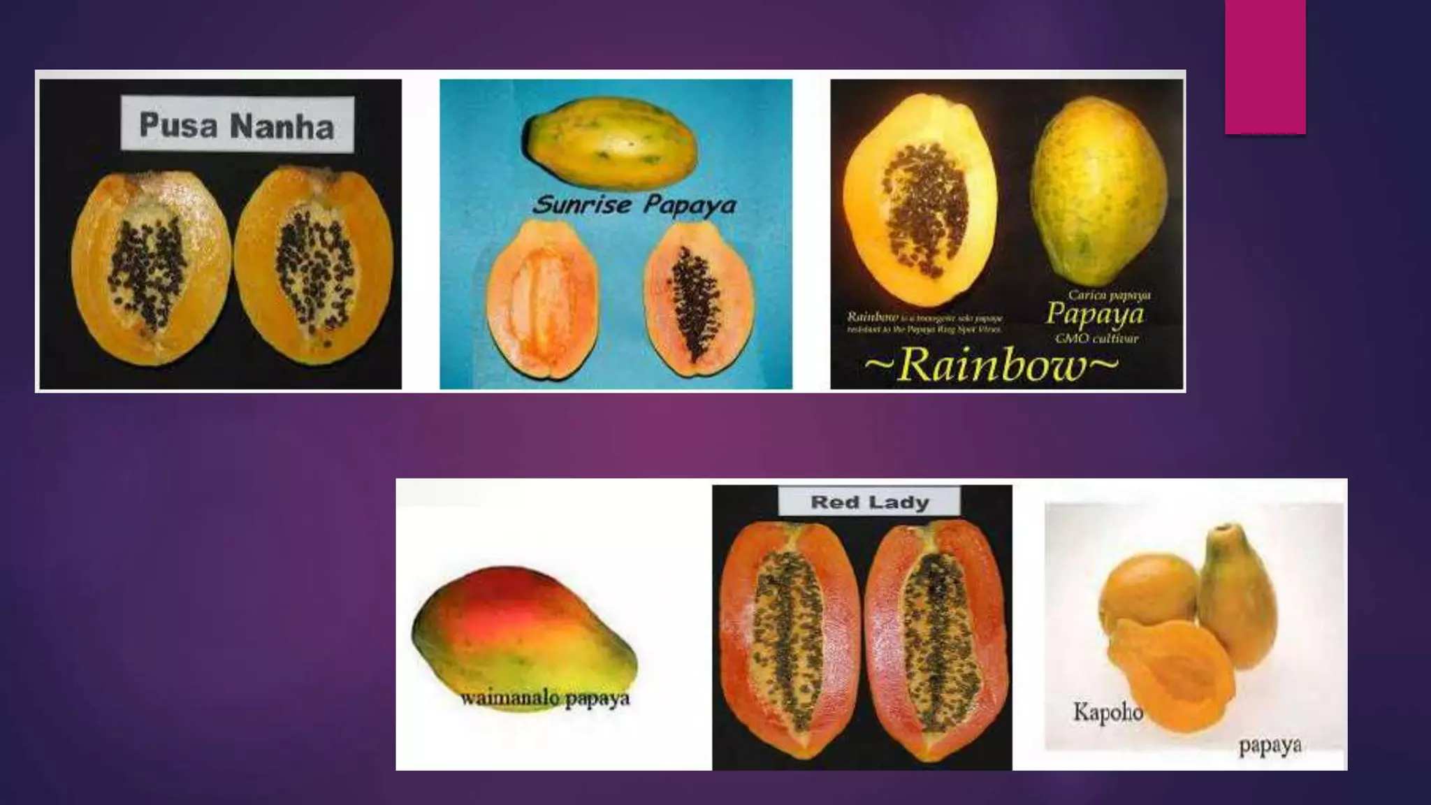 Cultivation Of Papaya | PPTX